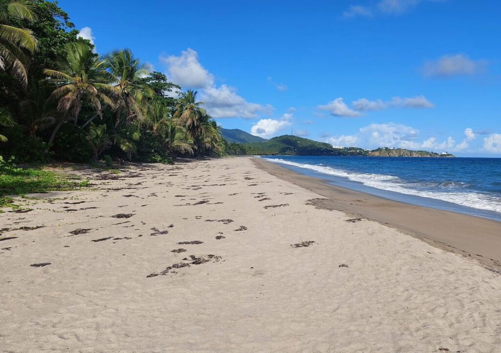 Designarán playa California de Maunabo como hábitat del Tinglar en ...